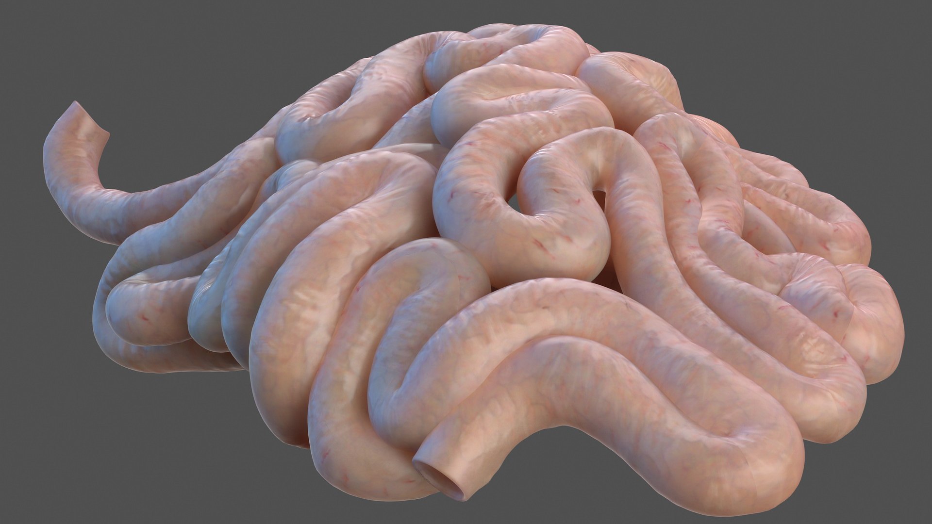 3D Model Human Small Intestine - TurboSquid 1459201