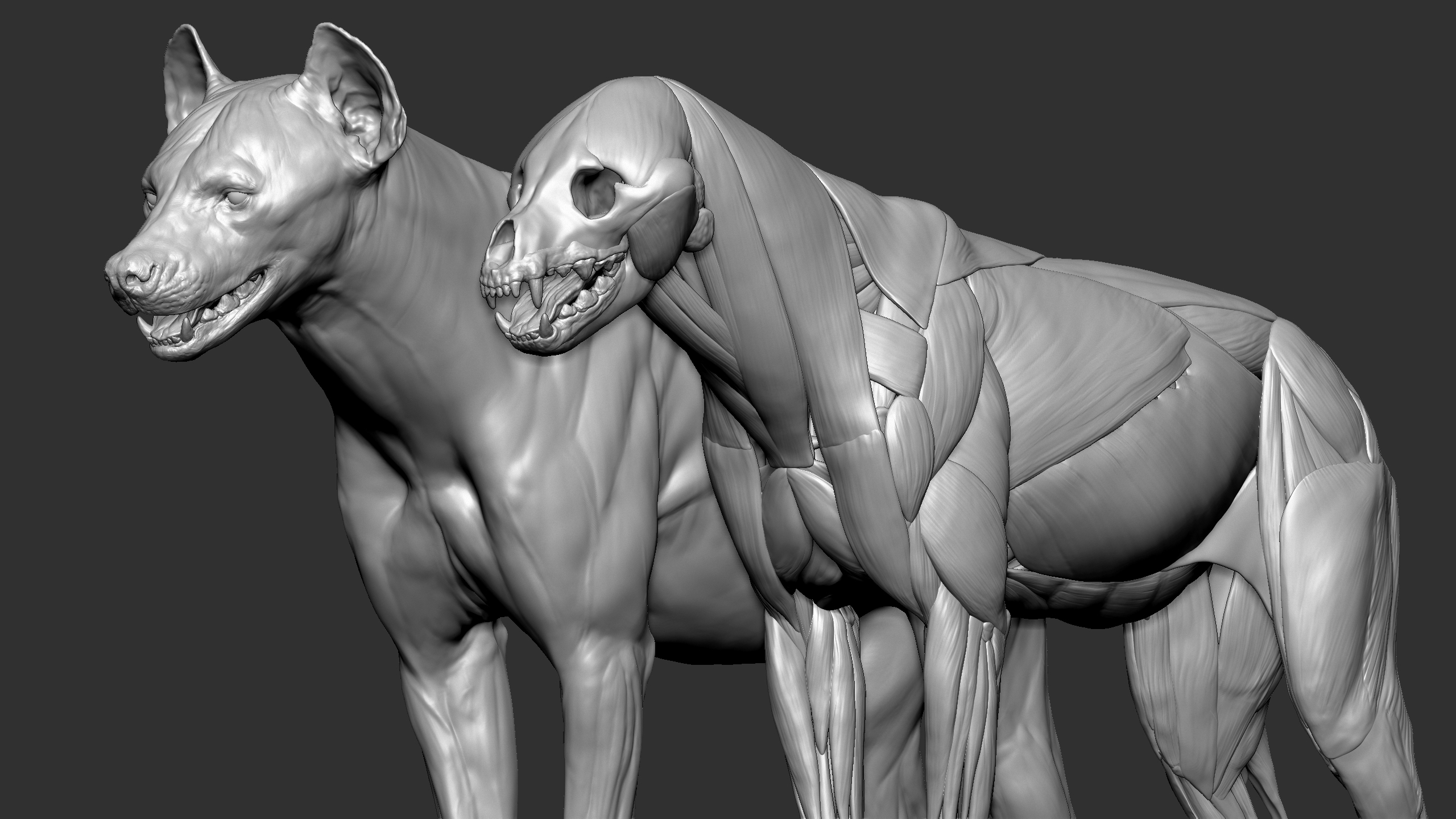 顔の表情を使ったハイエナVFX筋肉シミュレーション3Dモデル - TurboSquid 1648277