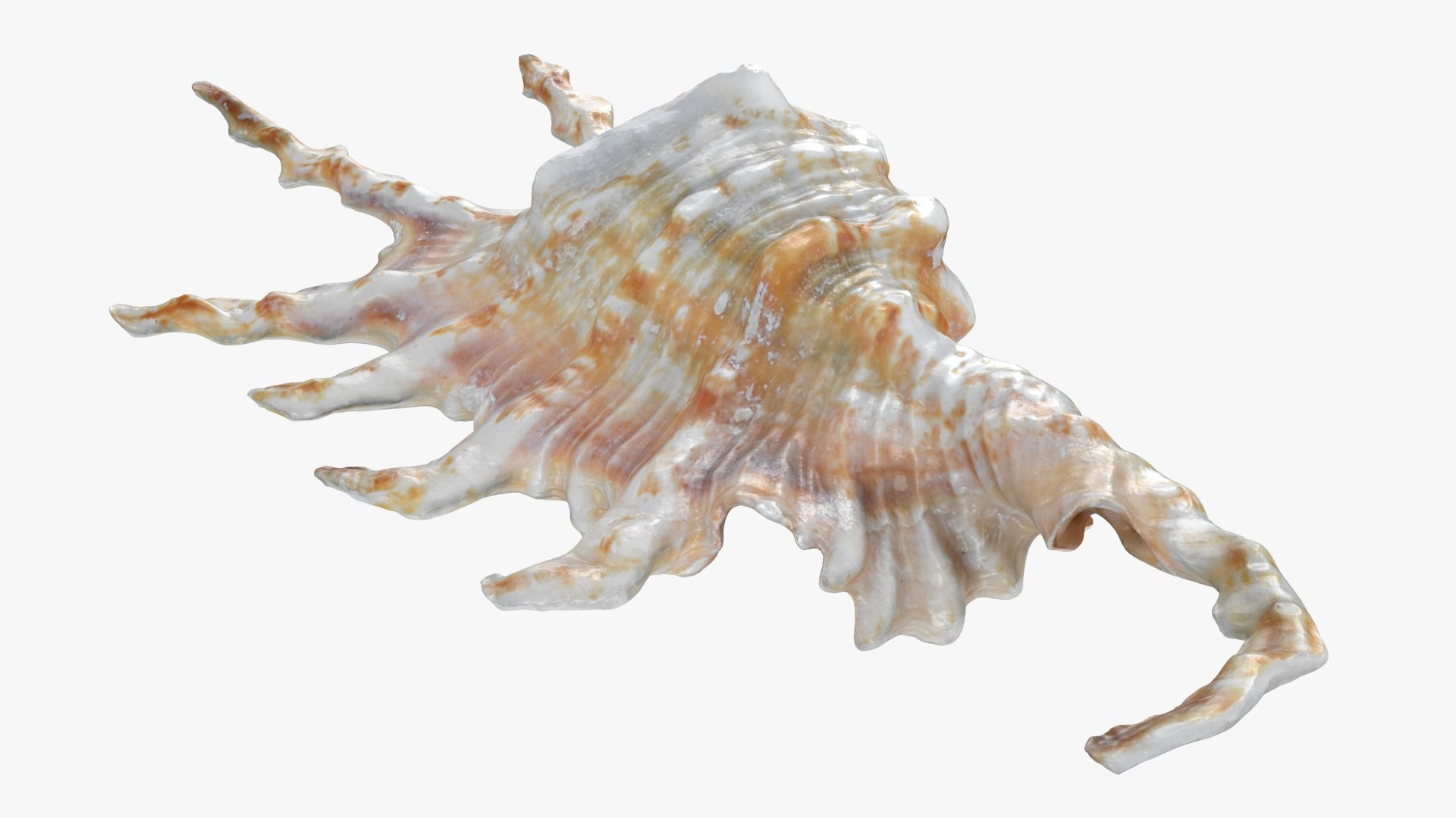 Scorpion Spider Conch 3D Model - TurboSquid 2146652