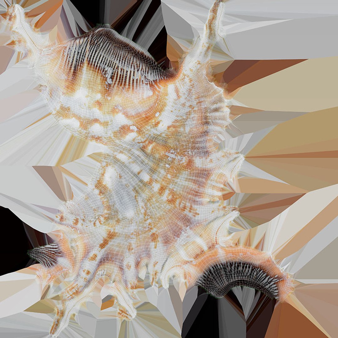 Scorpion Spider Conch 3D Model - TurboSquid 2146652