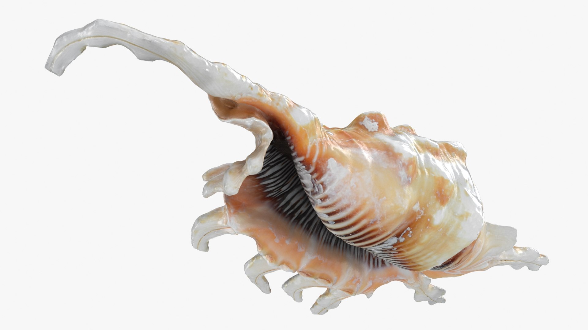 Scorpion Spider Conch 3D model - TurboSquid 2146652