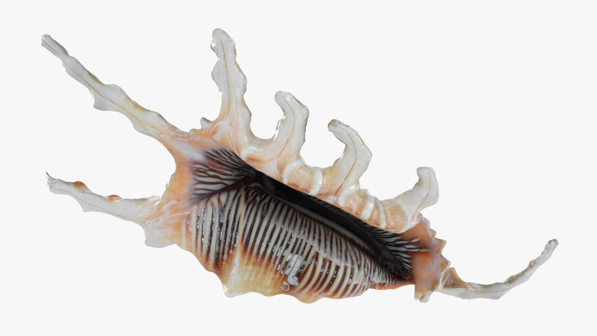 Scorpion Spider Conch 3D Model - TurboSquid 2146652