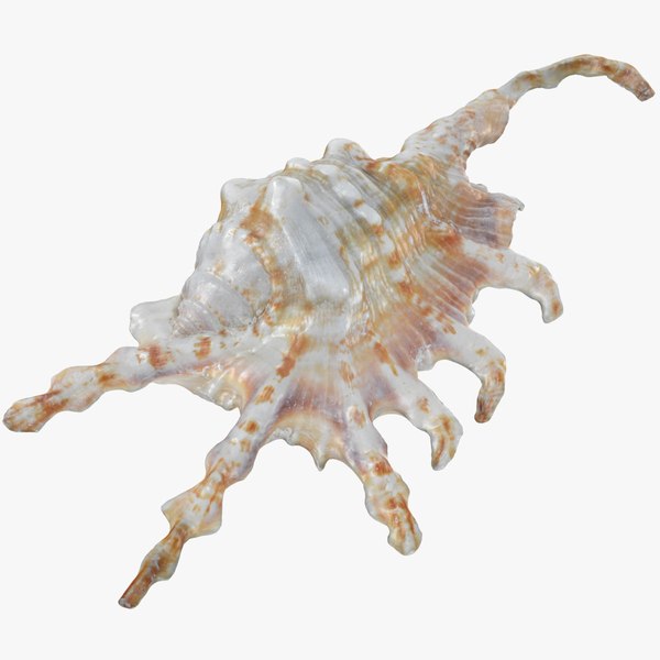 Seashell 3D Models for Download | TurboSquid