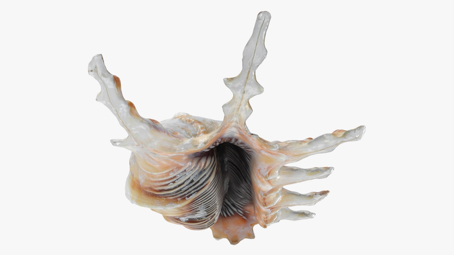 Scorpion Spider Conch 3D Model - TurboSquid 2146652