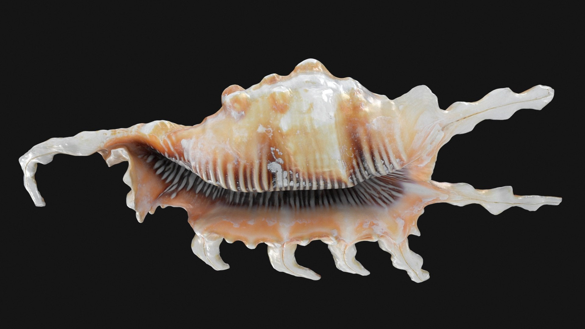 Scorpion Spider Conch 3D model - TurboSquid 2146652