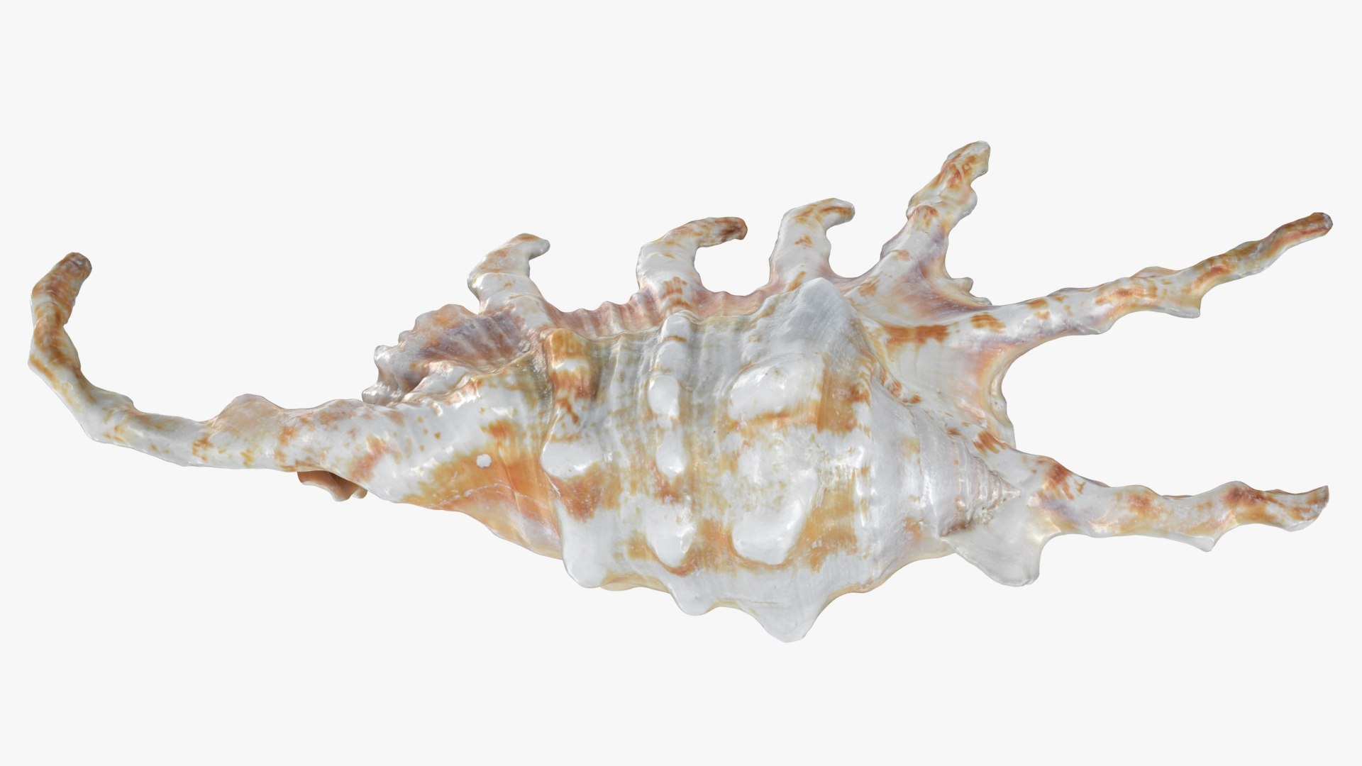 Scorpion Spider Conch 3D Model - TurboSquid 2146652