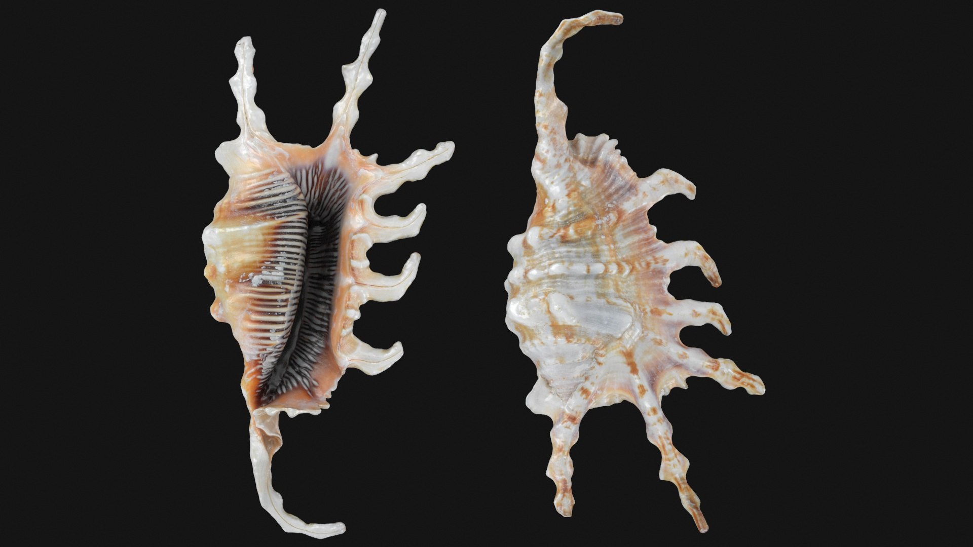 Scorpion Spider Conch 3D Model - TurboSquid 2146652