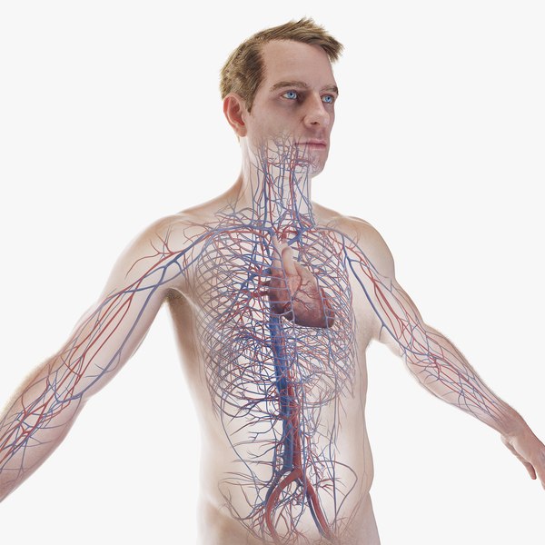 Human Male Body and Vascular System Static 3D 모델 - TurboSquid 2052946