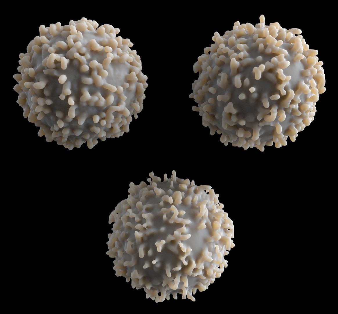 3D Blood Leukocyte Cells - TurboSquid 1386206