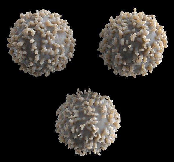 White Blood Cell 3D Models for Download | TurboSquid