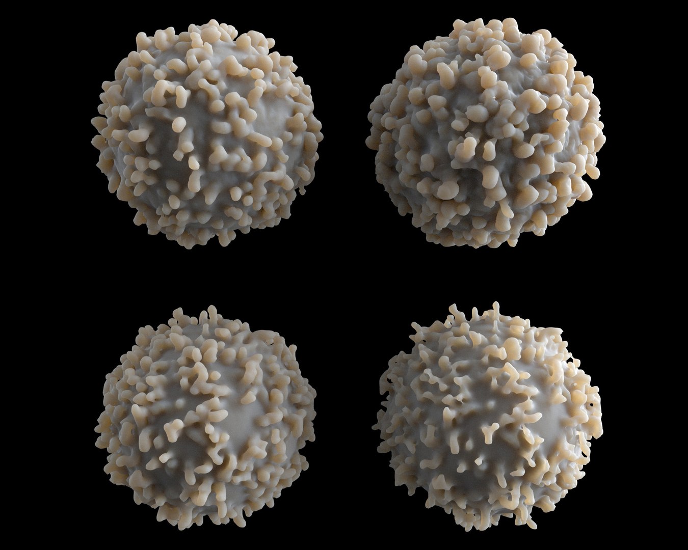 3D Blood Leukocyte Cells - TurboSquid 1386206