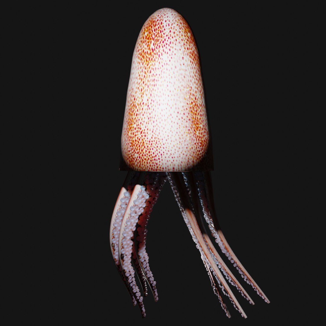 Squid animals 3D model - TurboSquid 1622391