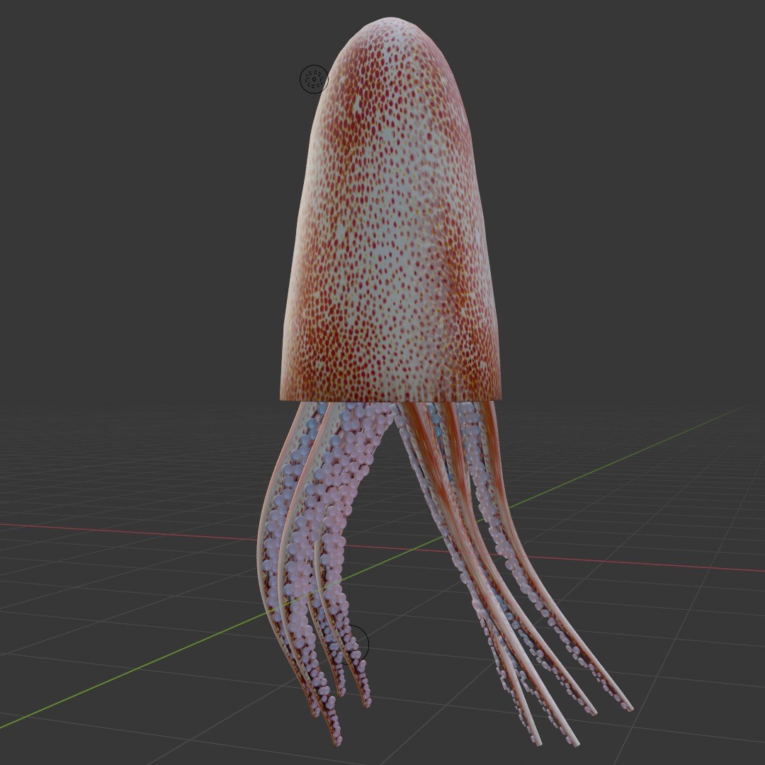 Squid animals 3D model - TurboSquid 1622391