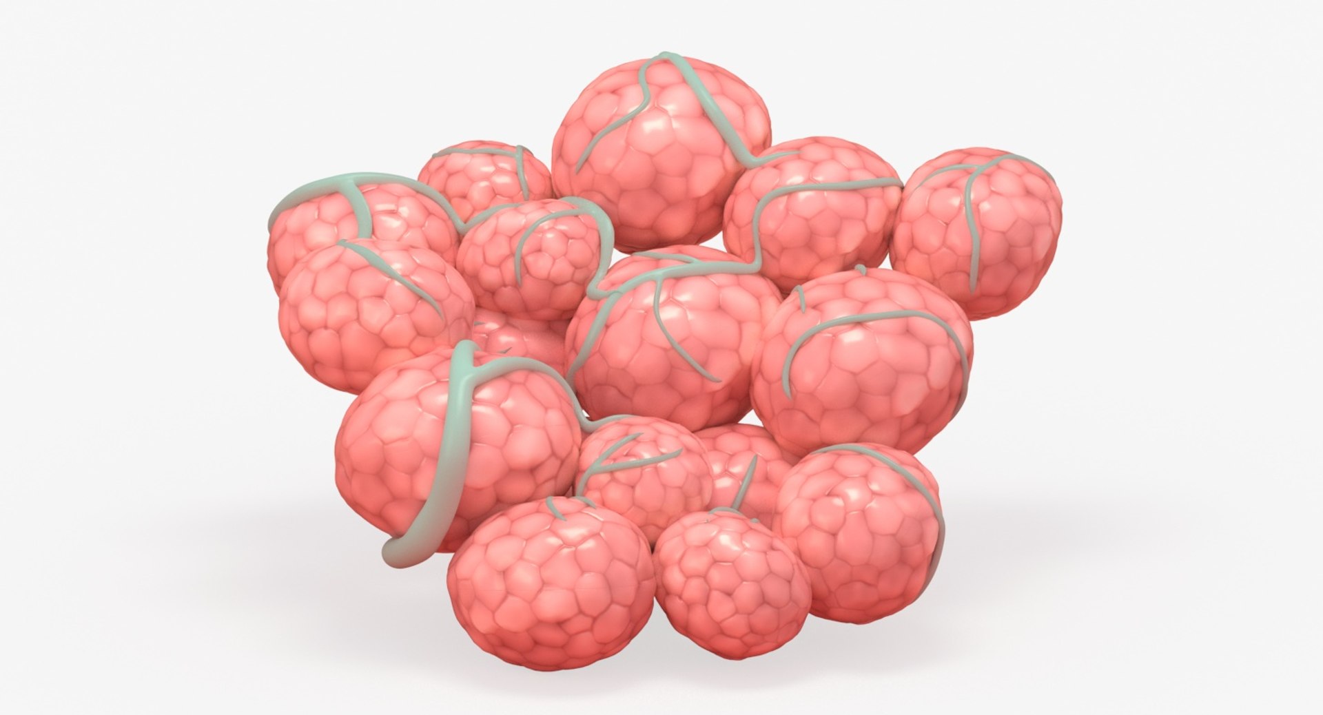 3D Mammary Gland Model - TurboSquid 1354155