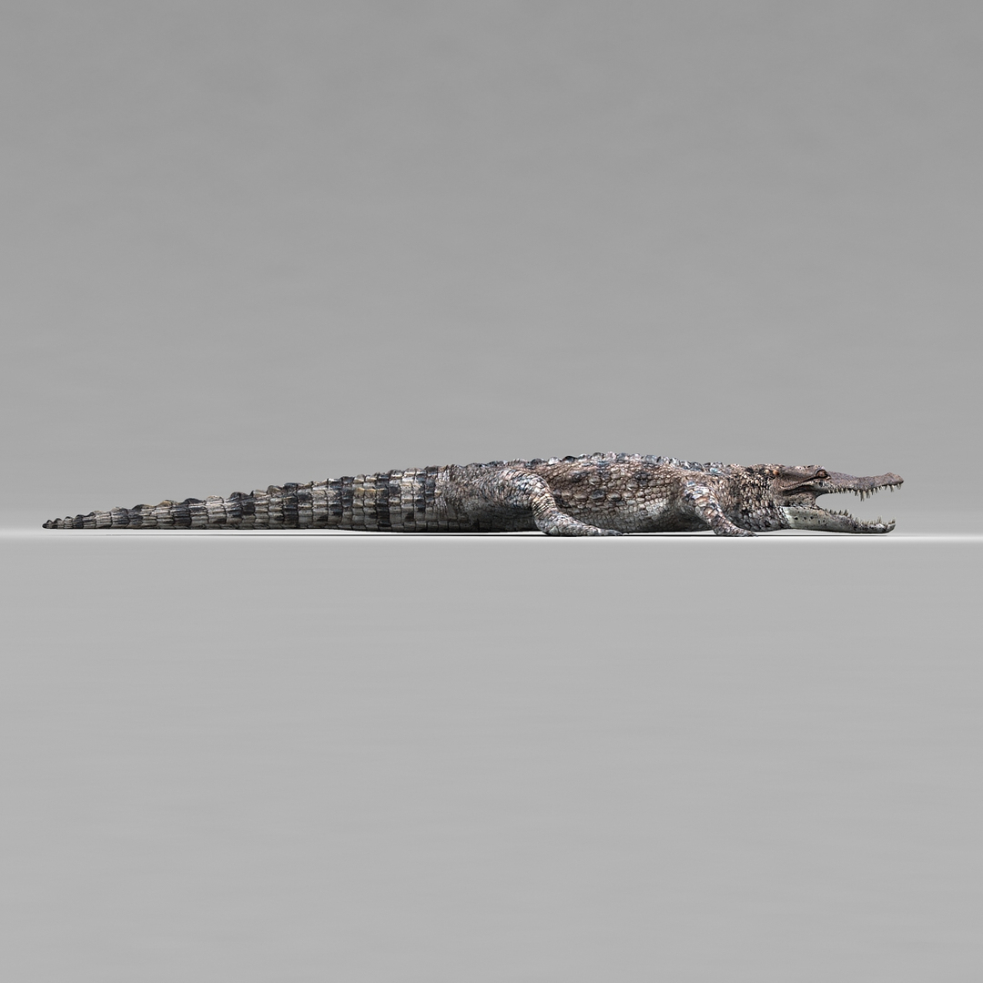 3d Realistic Alligator