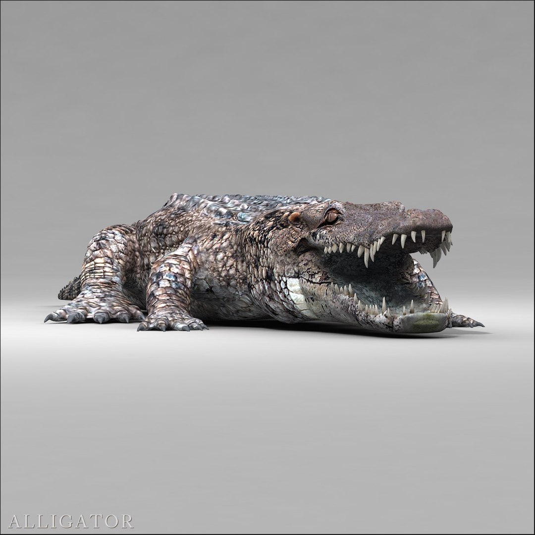 3d Realistic Alligator