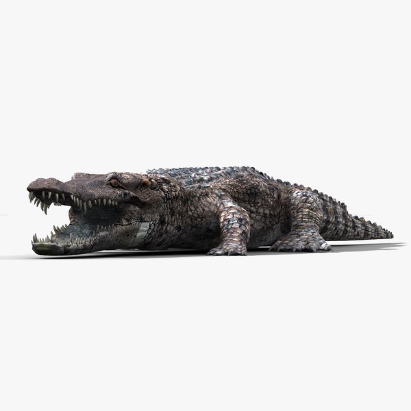 Alligator 3D Models for Download | TurboSquid