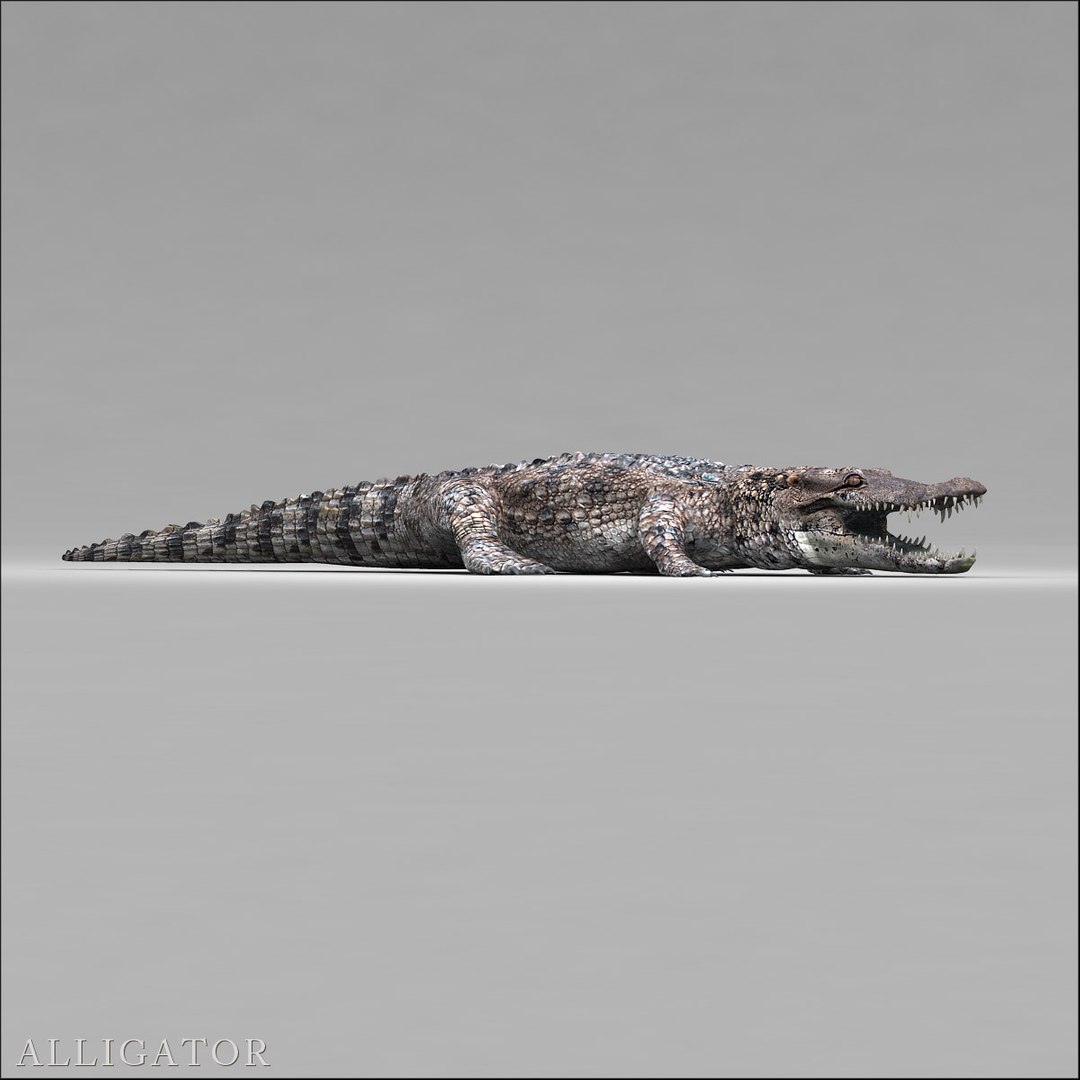 3d Realistic Alligator