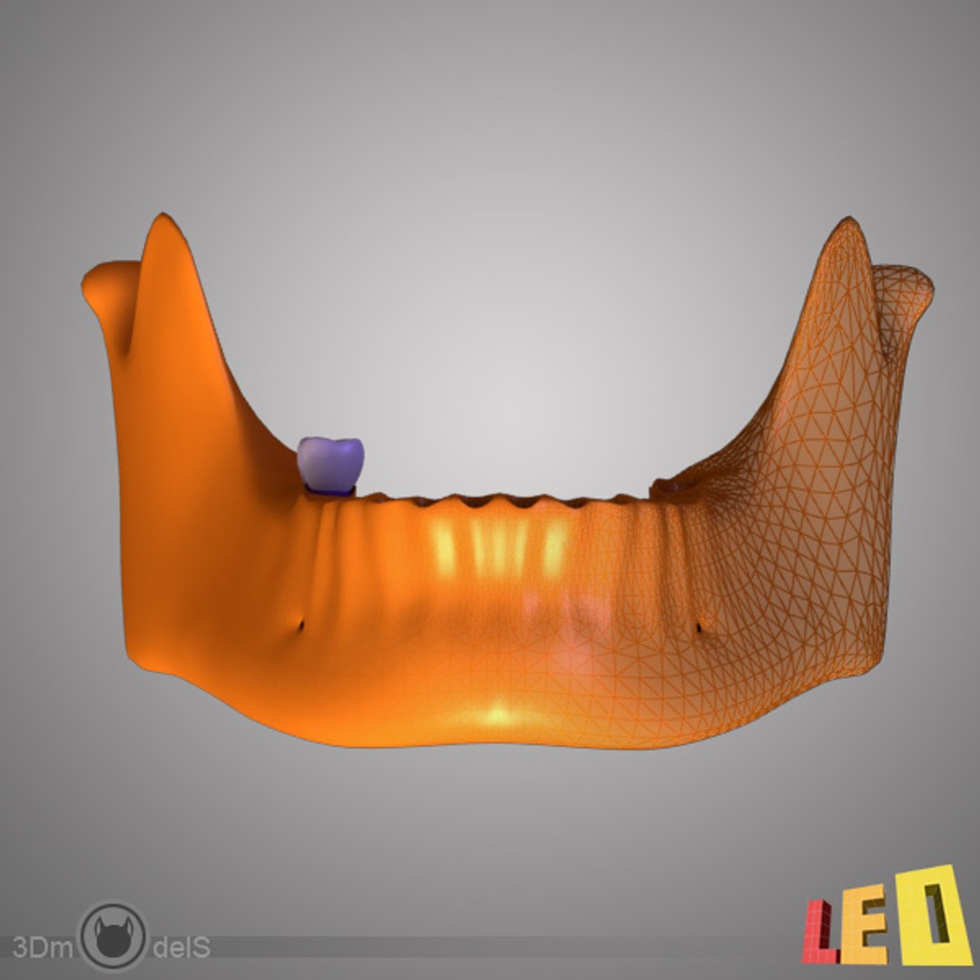 Mandible Lower Dentistry 3ds Free