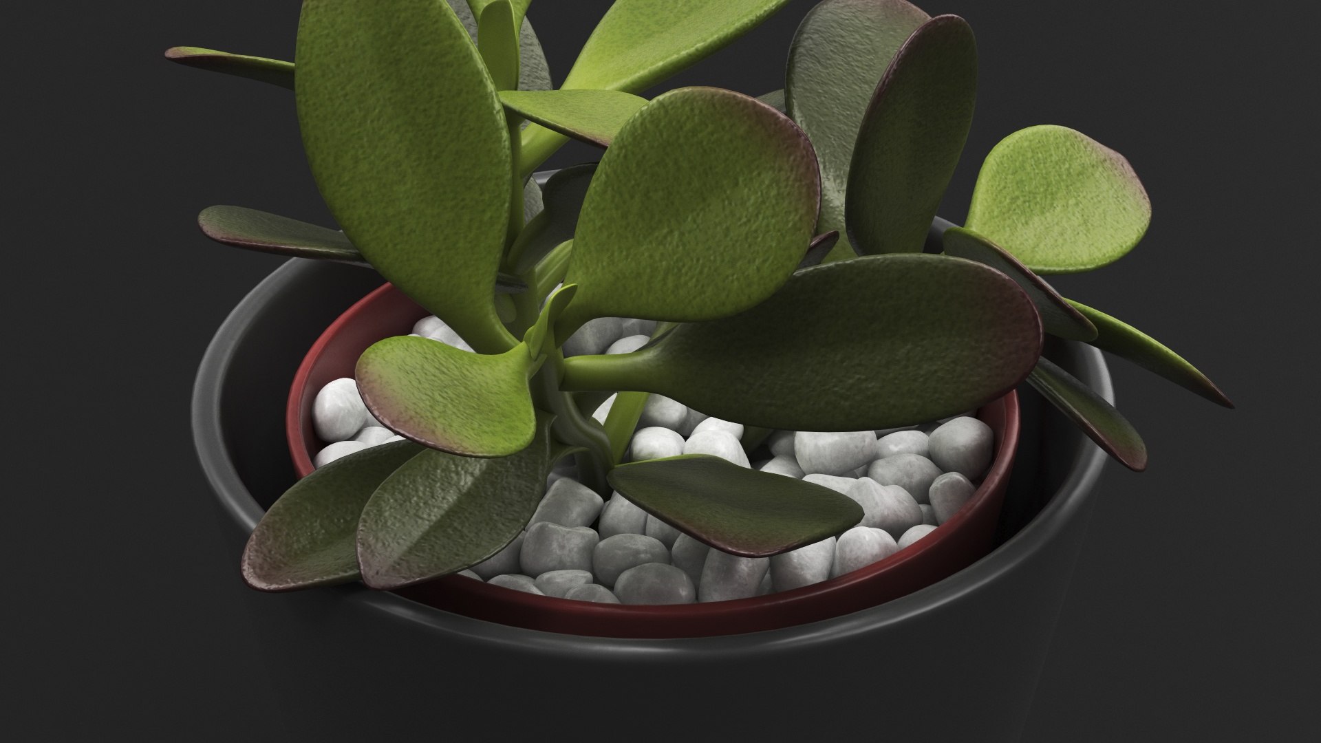 Jade Plant 3D Model - TurboSquid 1955976