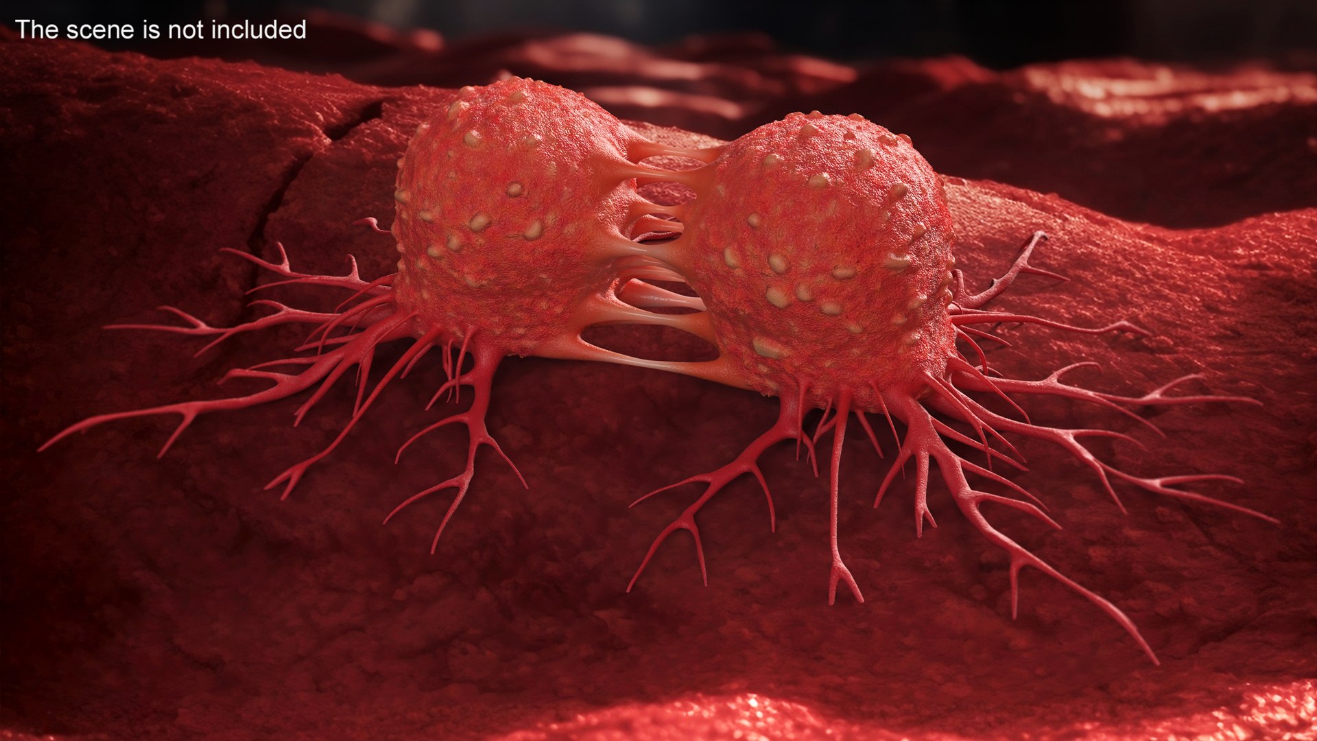 3D Model Abnormal Cells Collection - TurboSquid 2298927