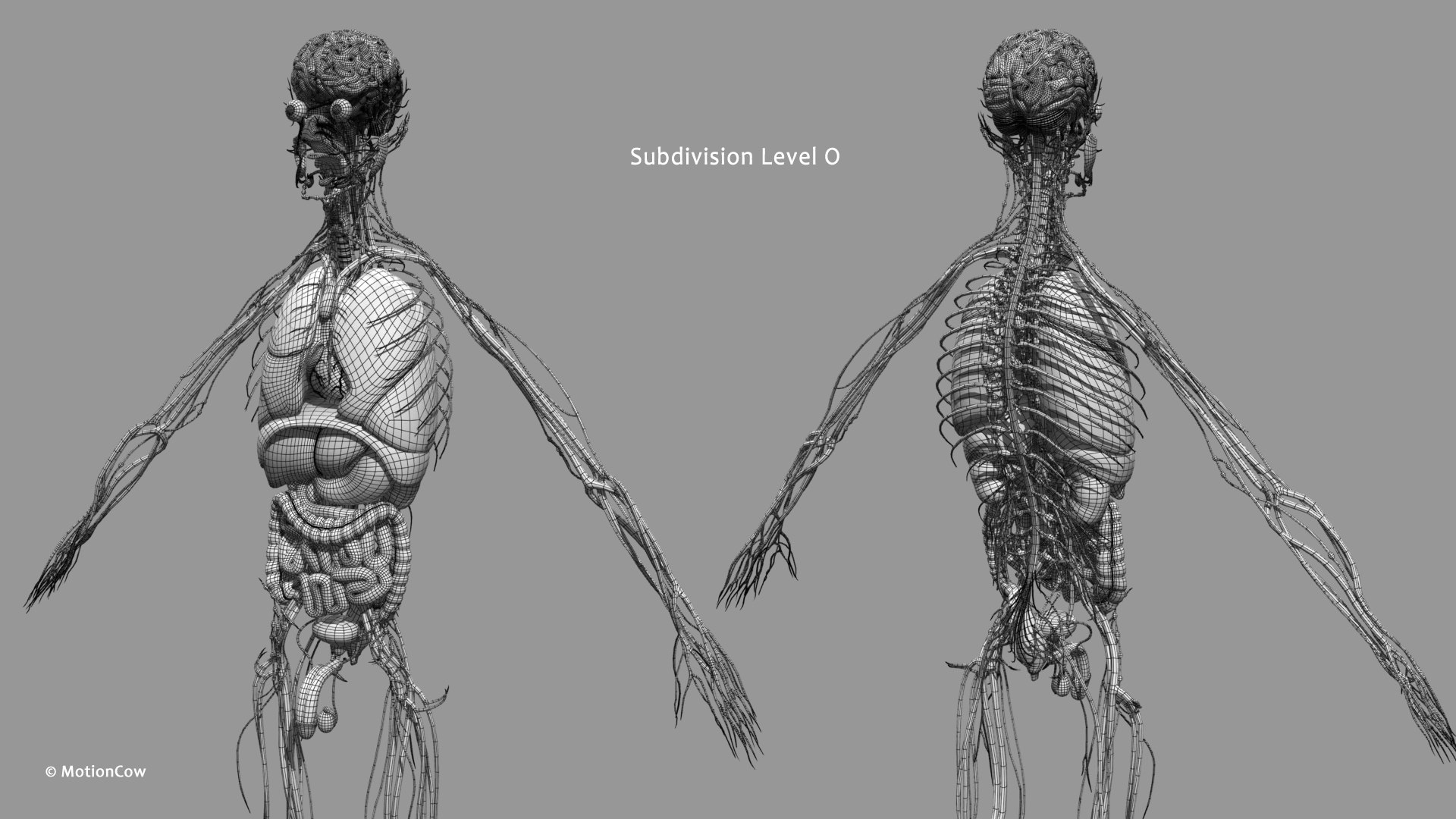Male Anatomy and Skeleton - Advanced Rig 3D model - TurboSquid 2121305