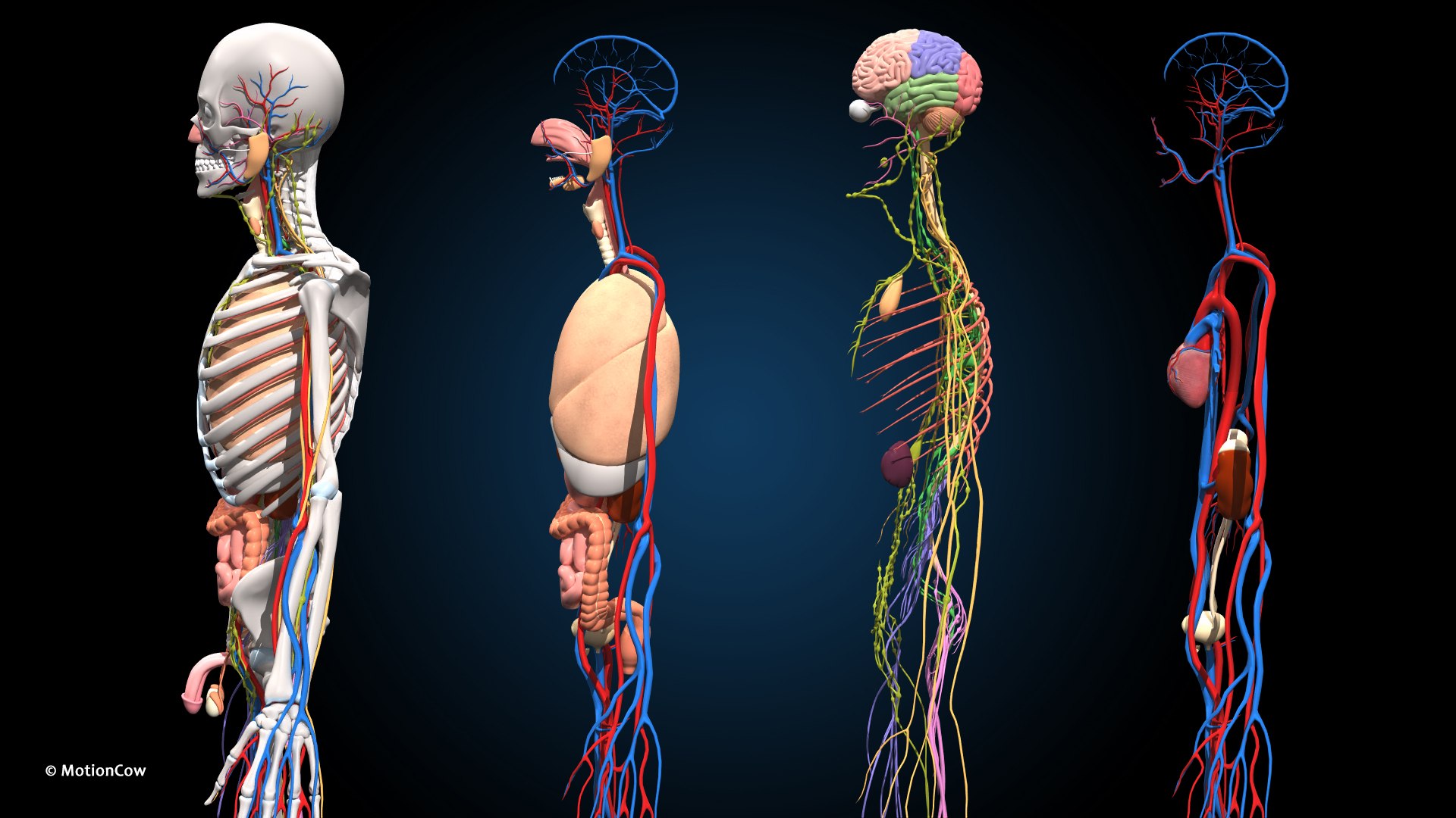 Male Anatomy And Skeleton - Advanced Rig 3D Model - TurboSquid 2121305