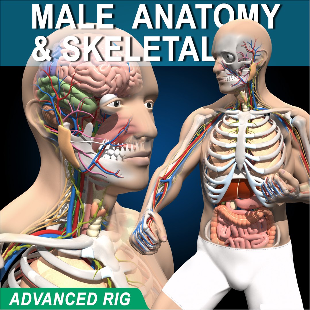 Male Anatomy And Skeleton - Advanced Rig 3D Model - TurboSquid 2121305