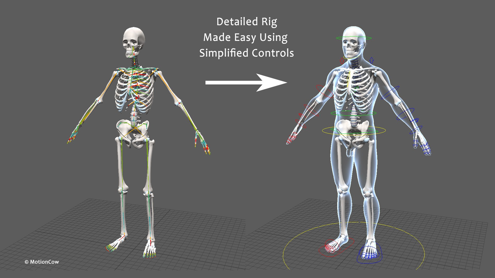Male Anatomy and Skeleton - Advanced Rig 3D model - TurboSquid 2121305