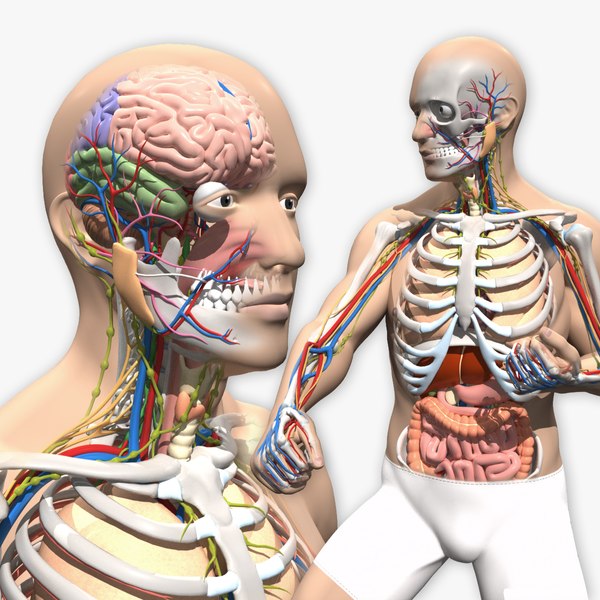 Complete Human Anatomy FBX Models for Download | TurboSquid