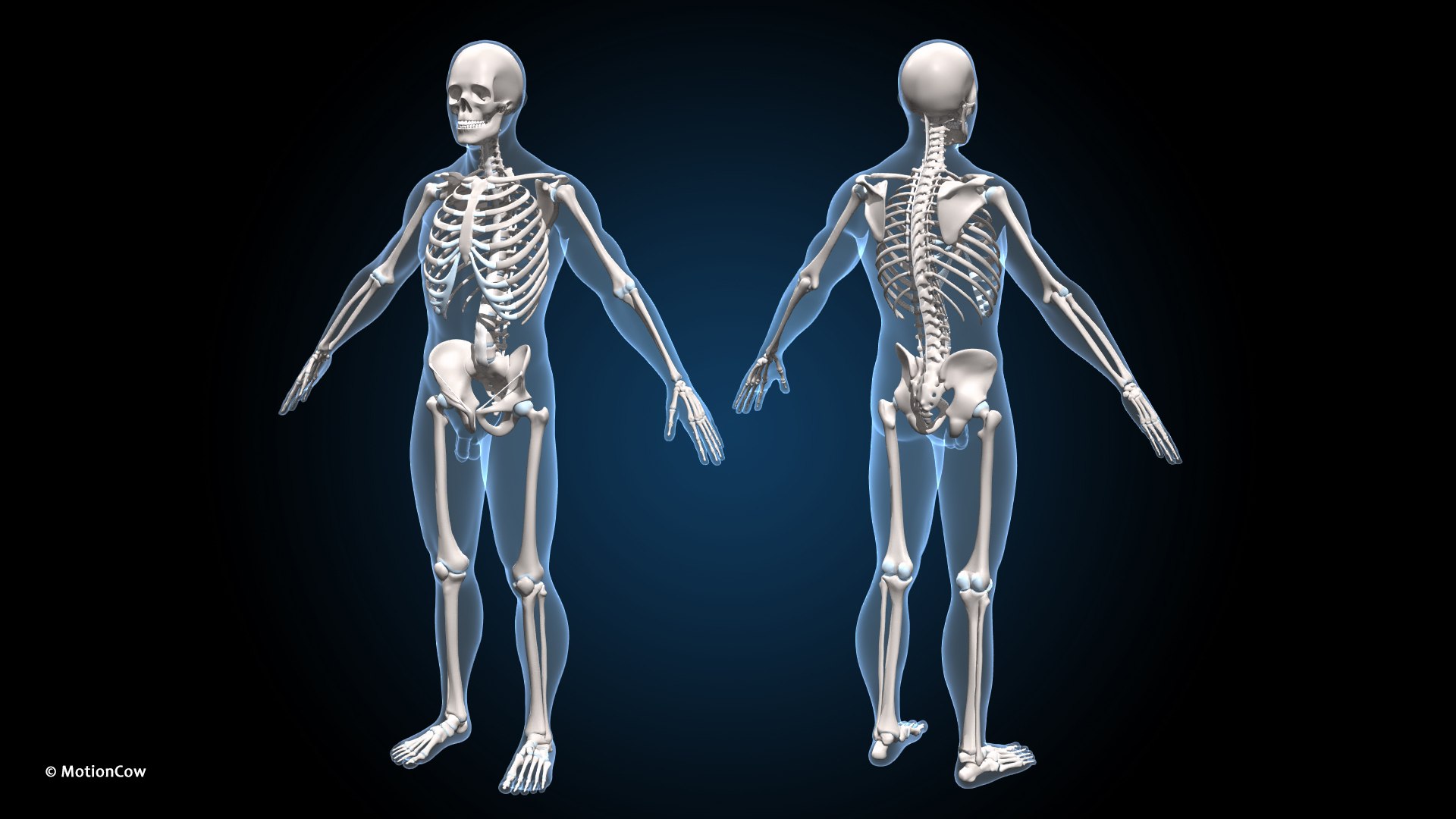 Male Anatomy and Skeleton - Advanced Rig 3D model - TurboSquid 2121305