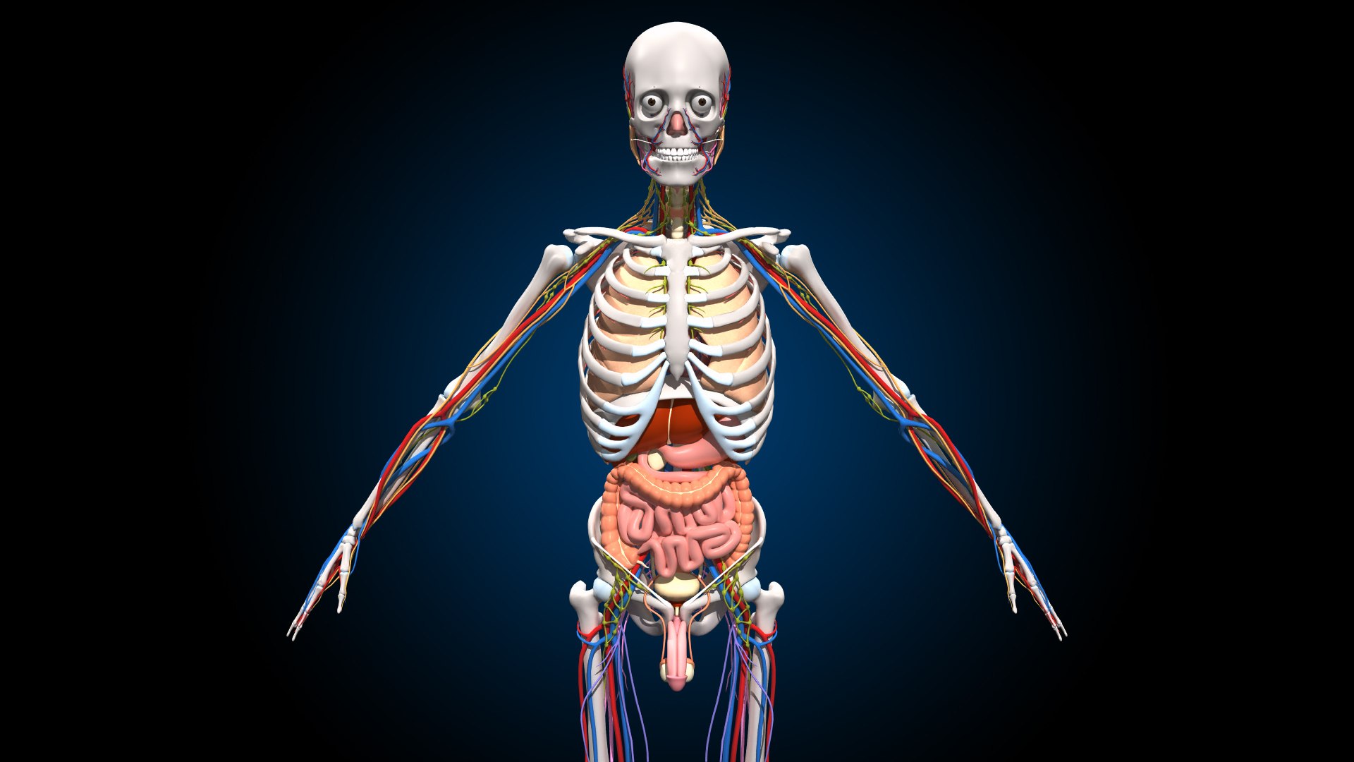 Male Anatomy And Skeleton - Advanced Rig 3D Model - TurboSquid 2121305