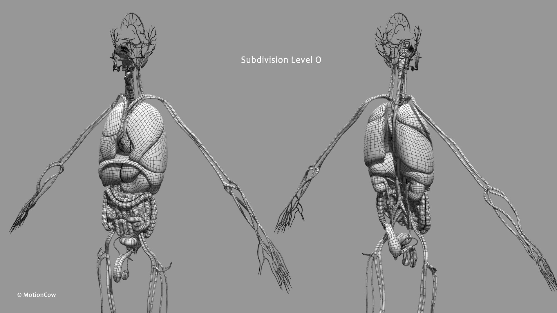 Male Anatomy and Skeleton - Advanced Rig 3D model - TurboSquid 2121305