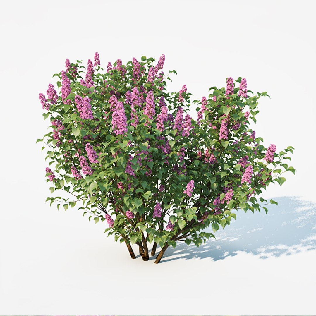 Lilac Model - TurboSquid 1225330