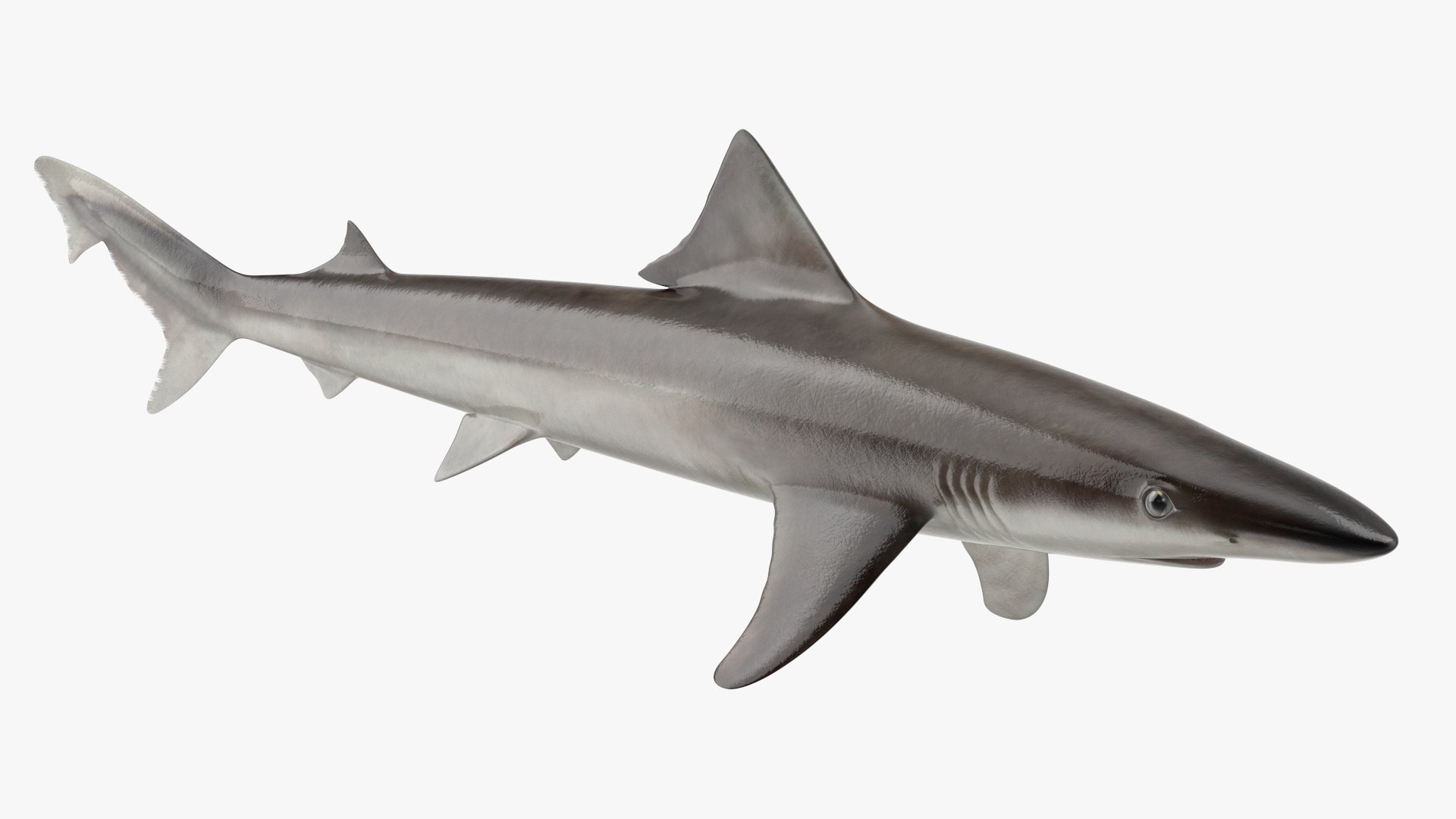 3D Realistic School Shark - TurboSquid 2236318
