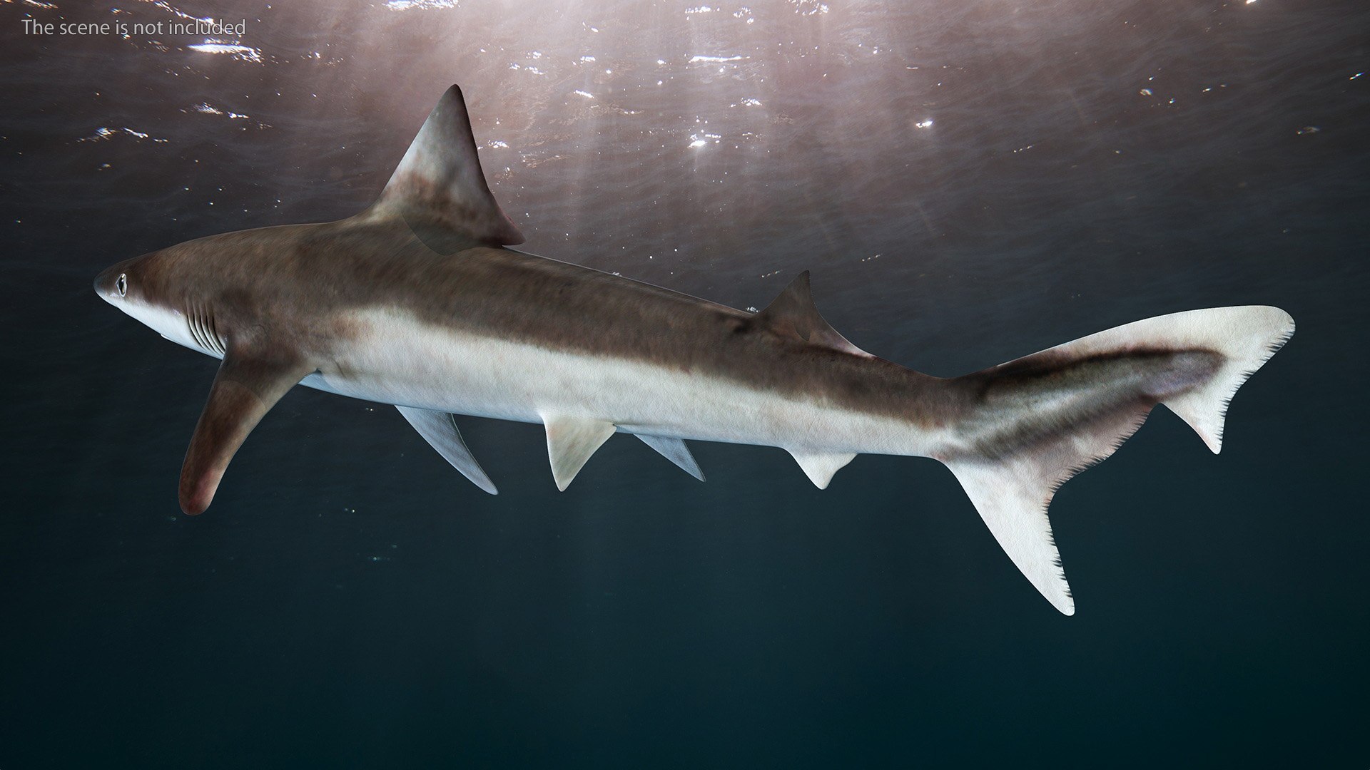 3D Realistic School Shark - TurboSquid 2236318