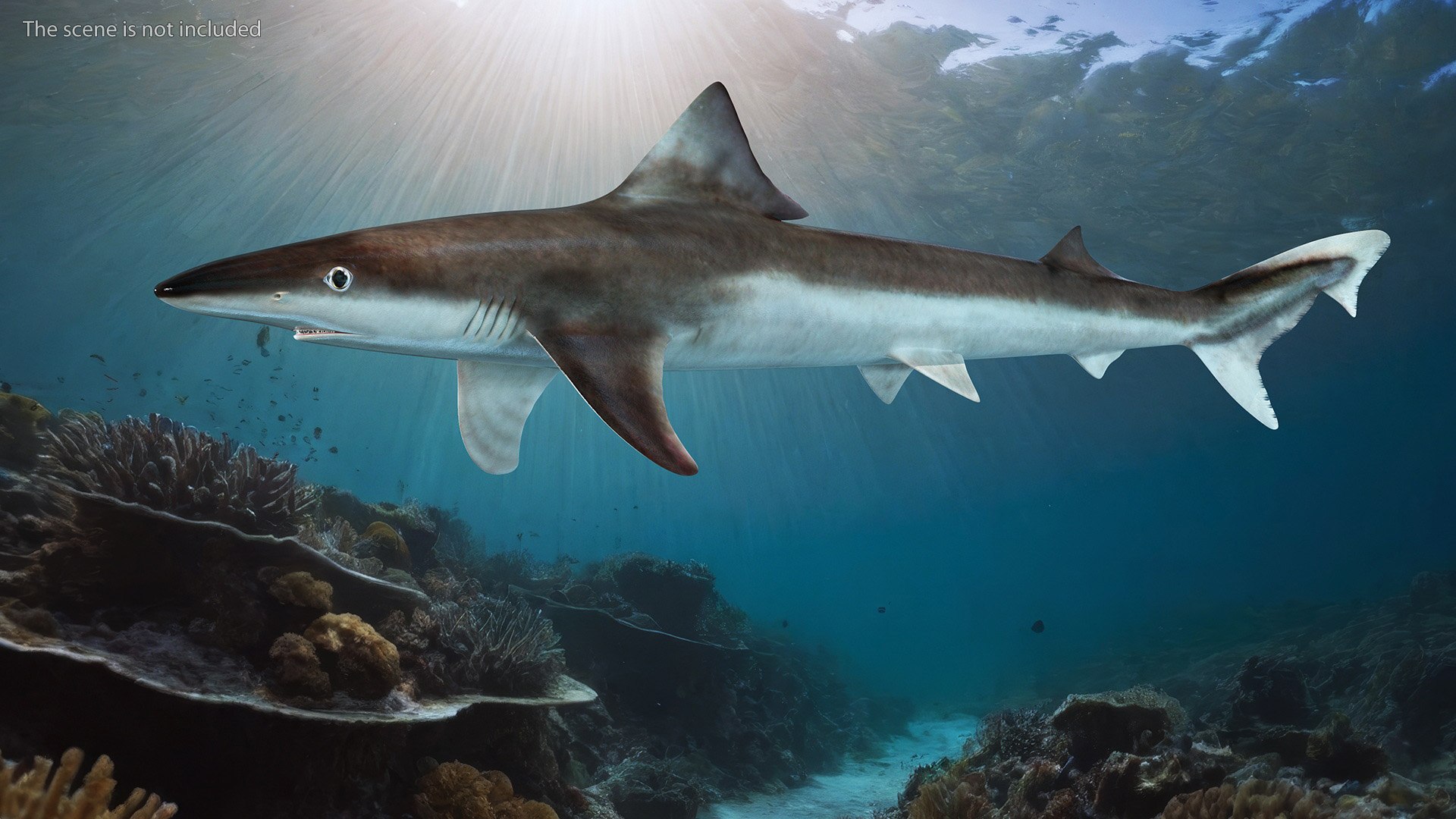 3D Realistic School Shark - TurboSquid 2236318