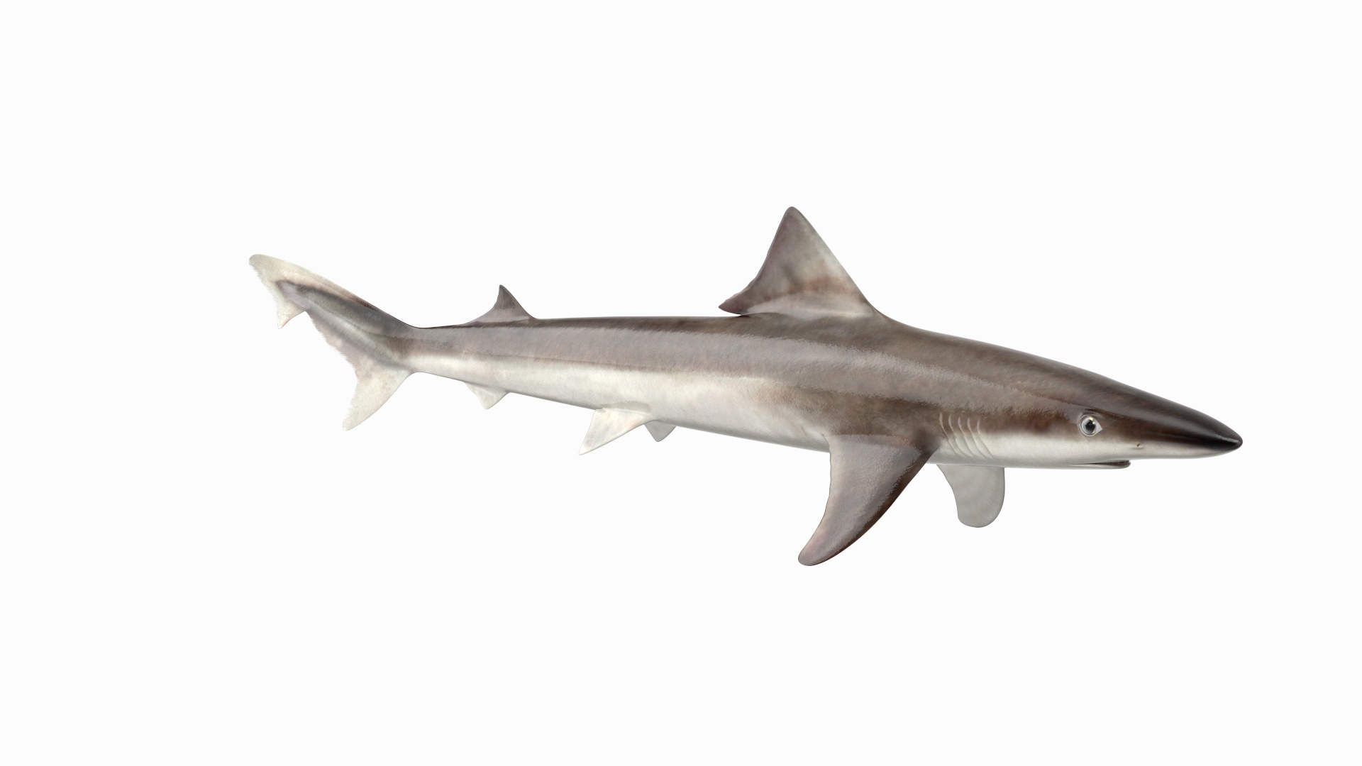 3D Realistic School Shark - TurboSquid 2236318