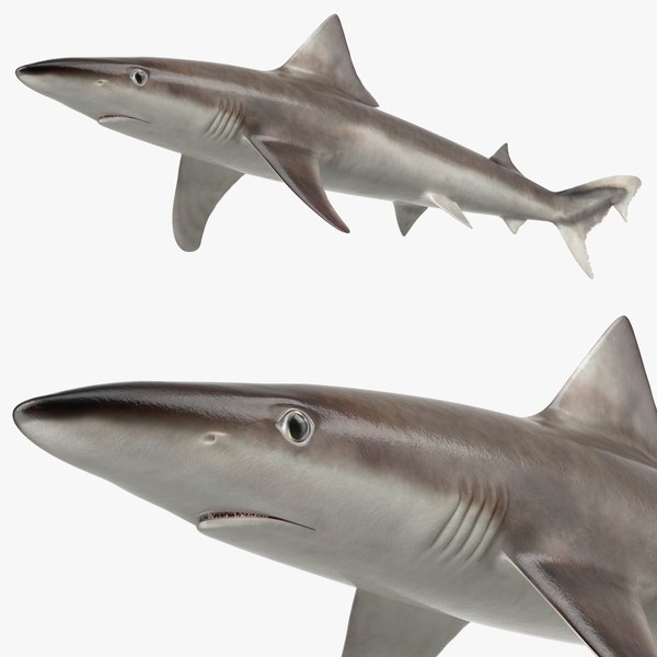 modelo 3d Tiburón escolar realista - TurboSquid 2236318