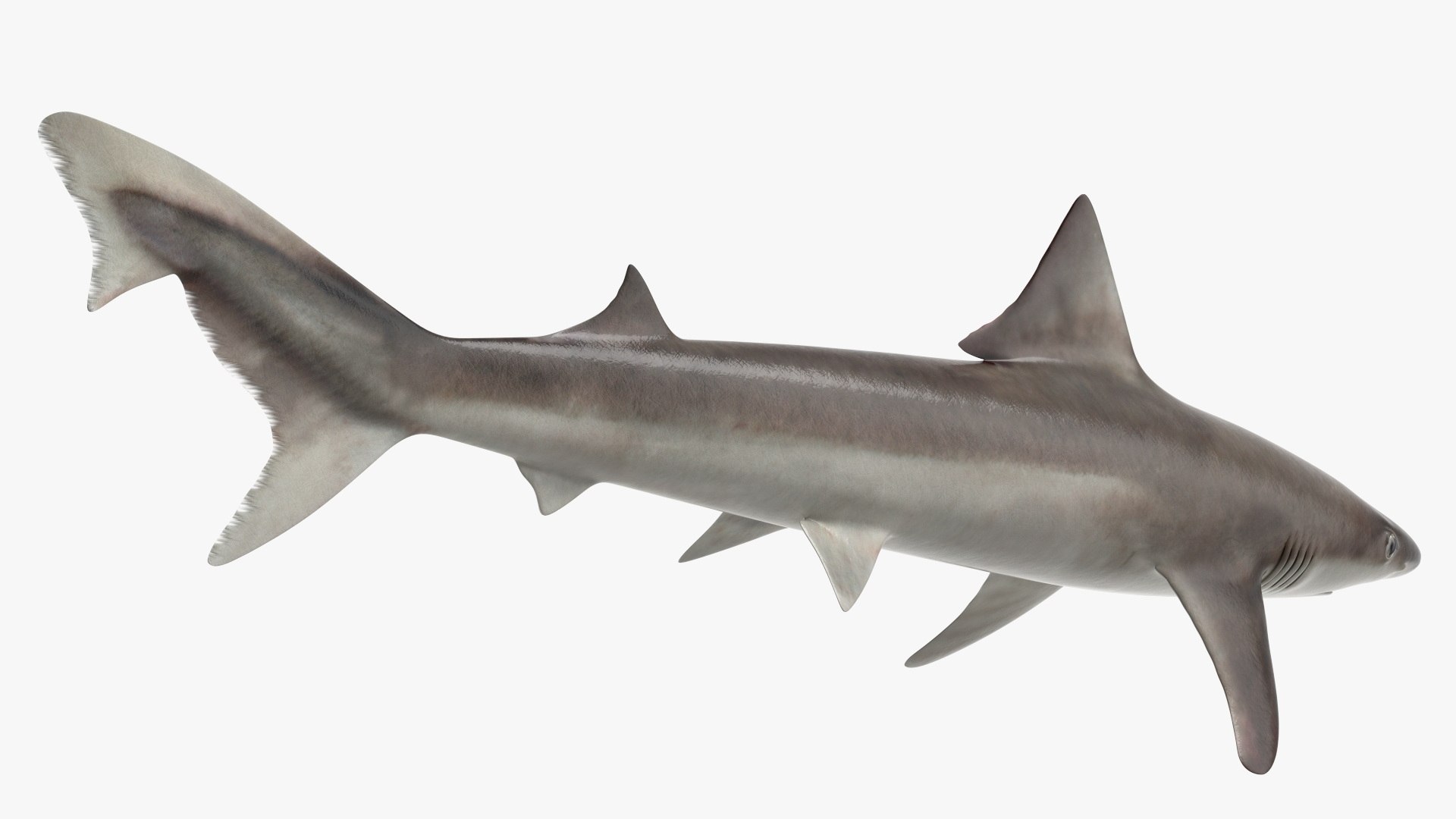 3D Realistic School Shark - TurboSquid 2236318