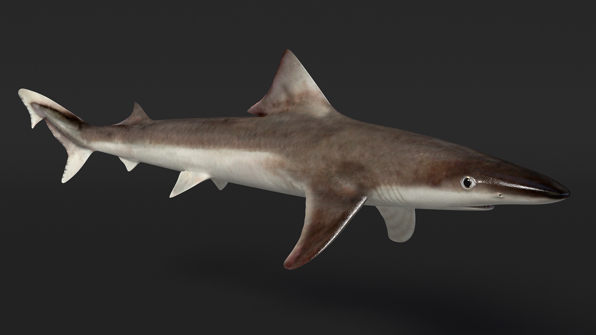 3D Realistic School Shark - TurboSquid 2236318