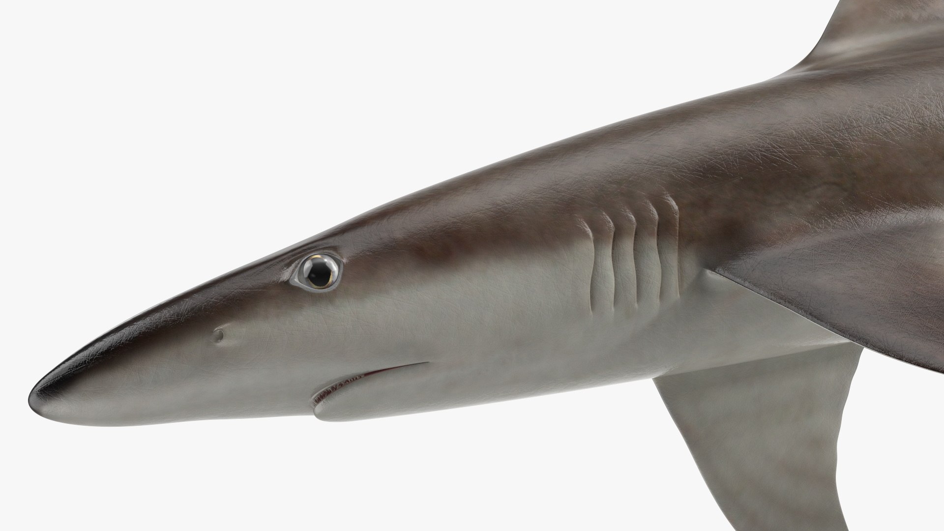 3D Realistic School Shark - TurboSquid 2236318