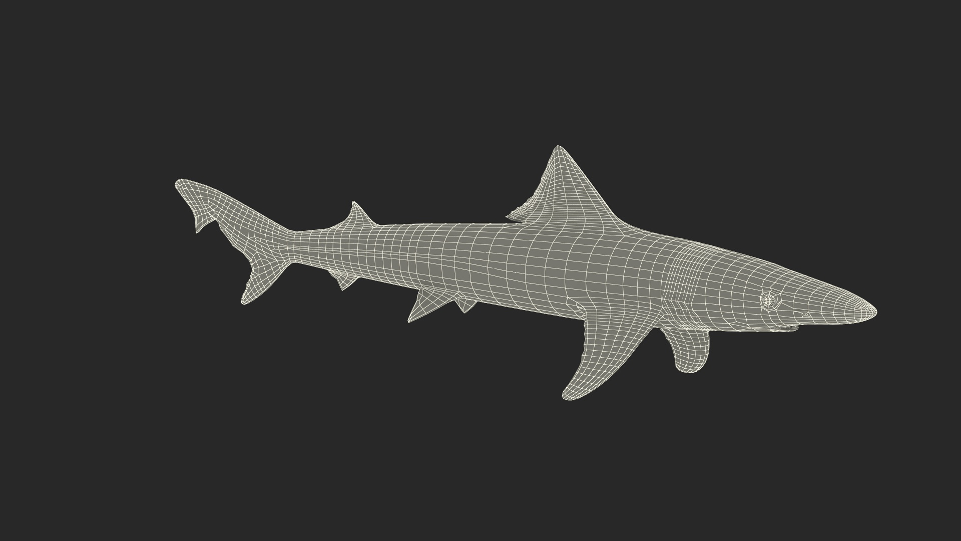 3D Realistic School Shark - TurboSquid 2236318
