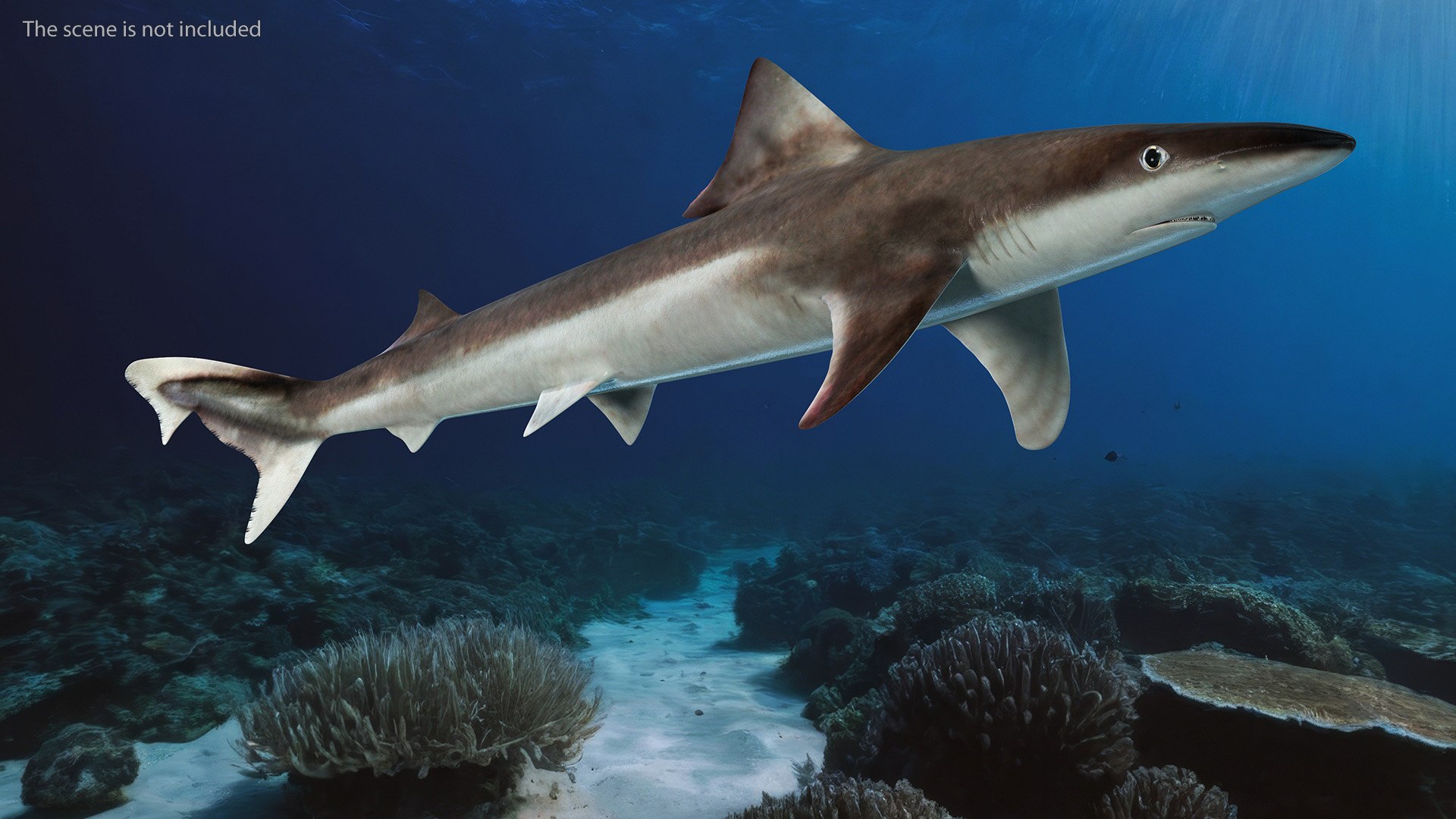 3D Realistic School Shark - TurboSquid 2236318
