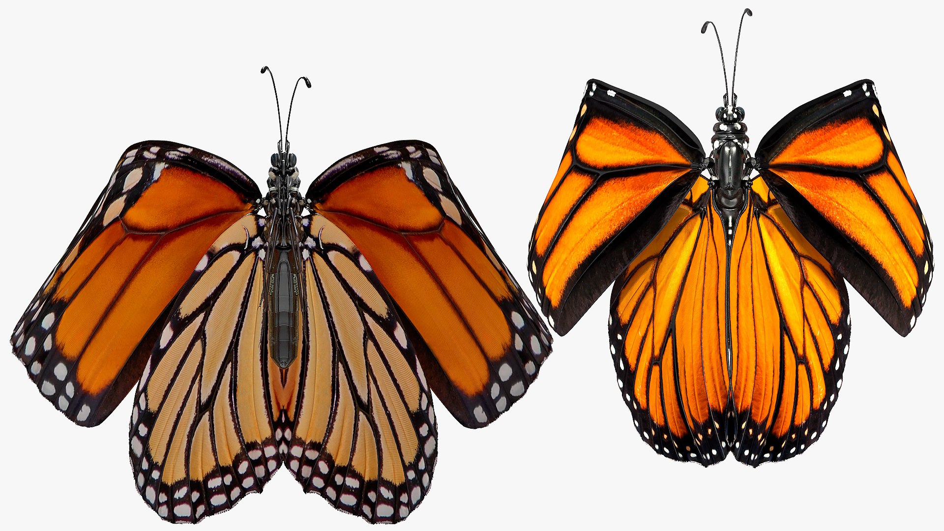 3D Flying Monarch Butterfly Rigged Model - TurboSquid 1469618