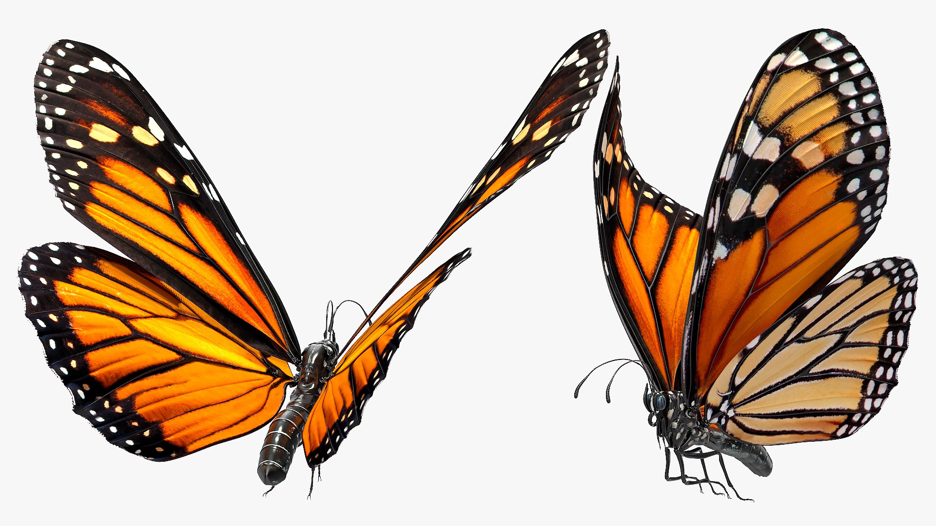 3D Flying Monarch Butterfly Rigged Model - TurboSquid 1469618