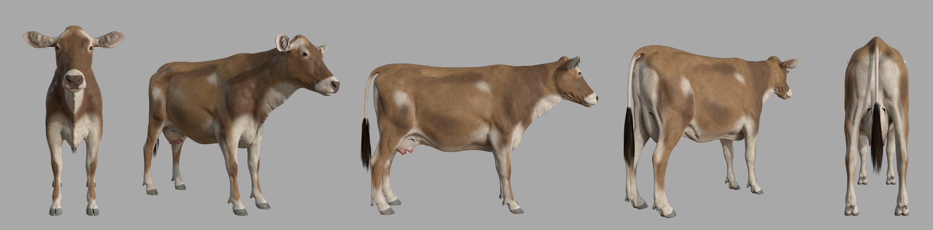 3D cattle model - TurboSquid 1749720