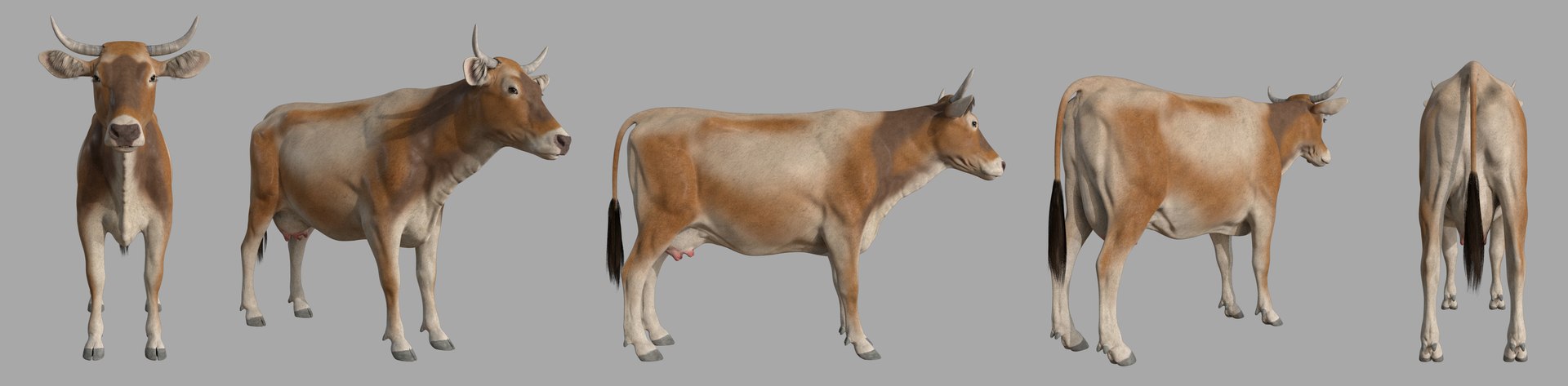 3D Cattle Model - TurboSquid 1749720