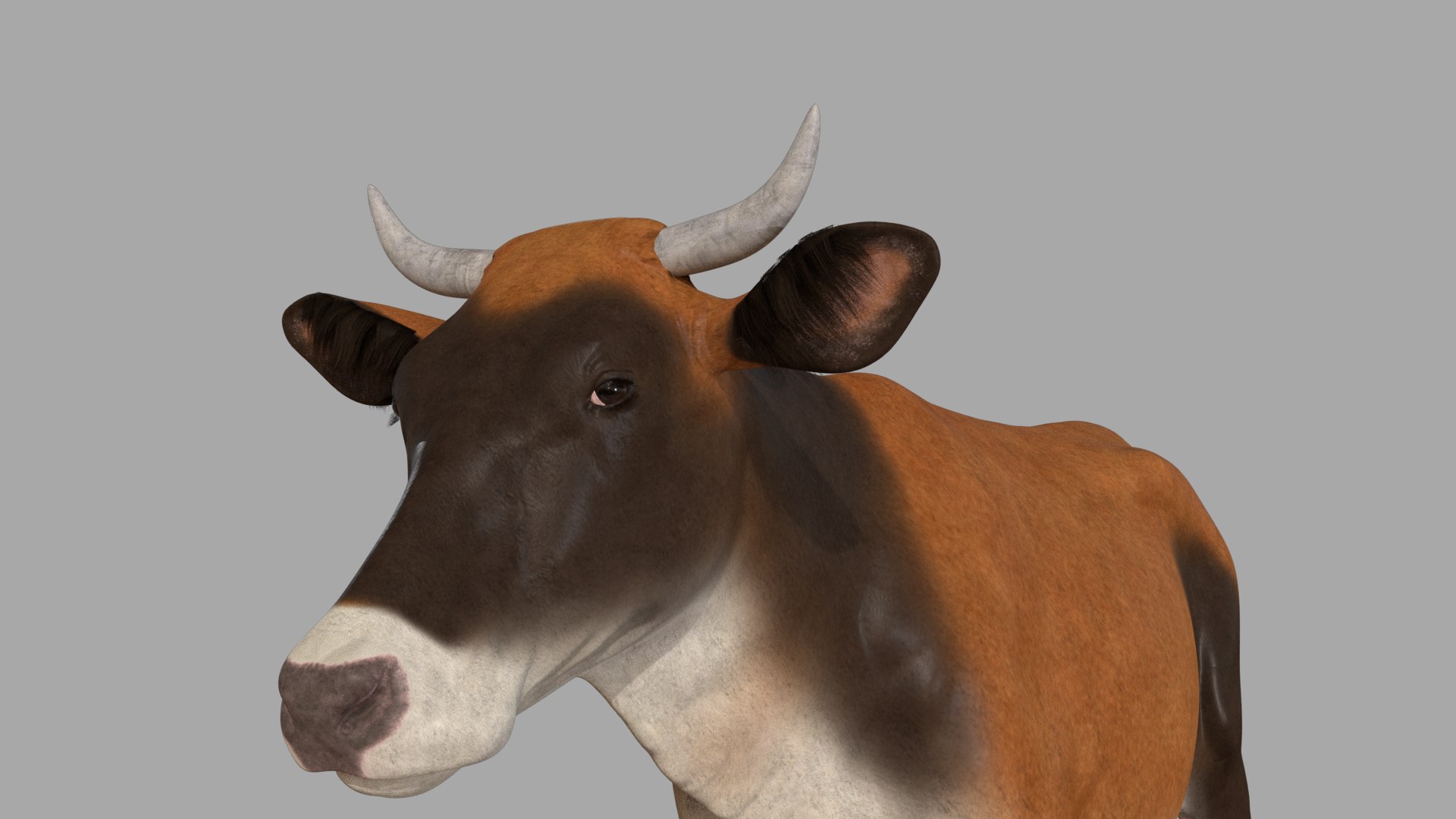 3D cattle model - TurboSquid 1749720