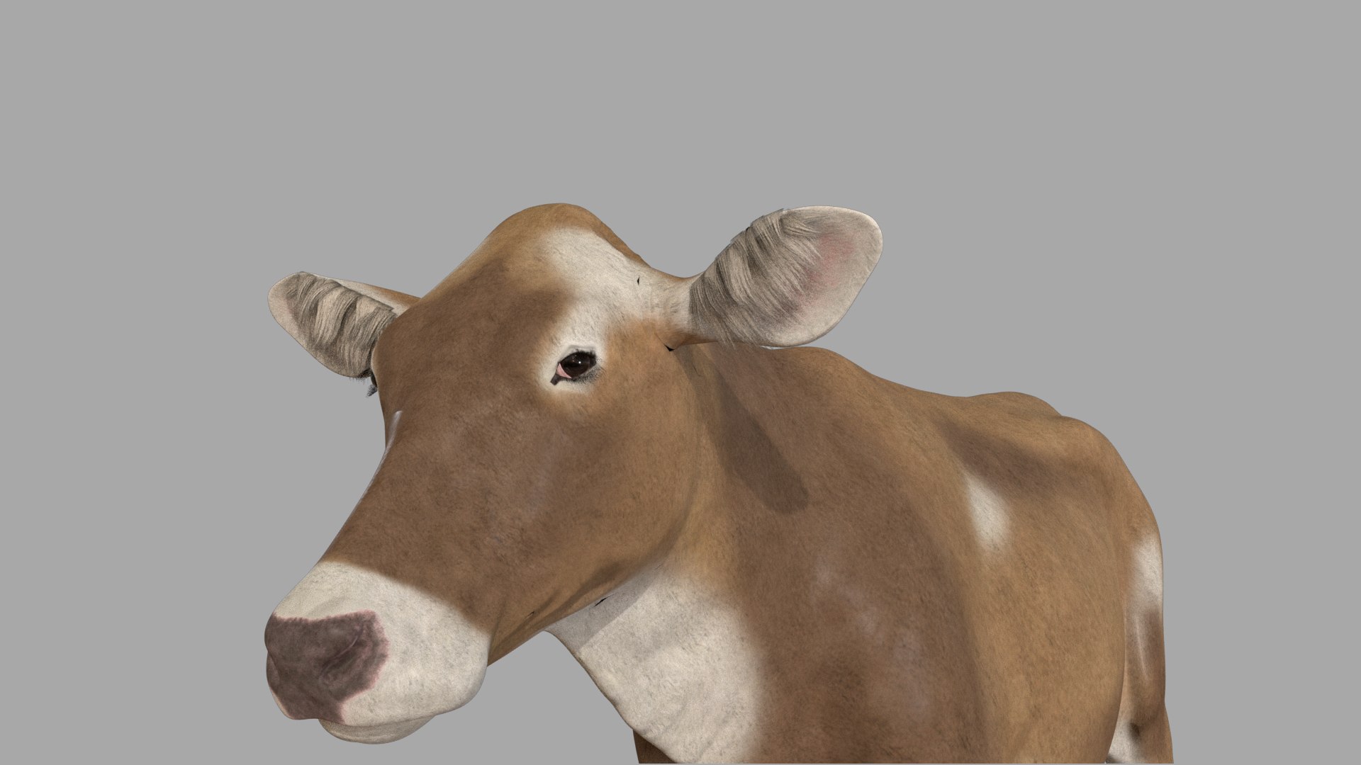 3D Cattle Model - TurboSquid 1749720